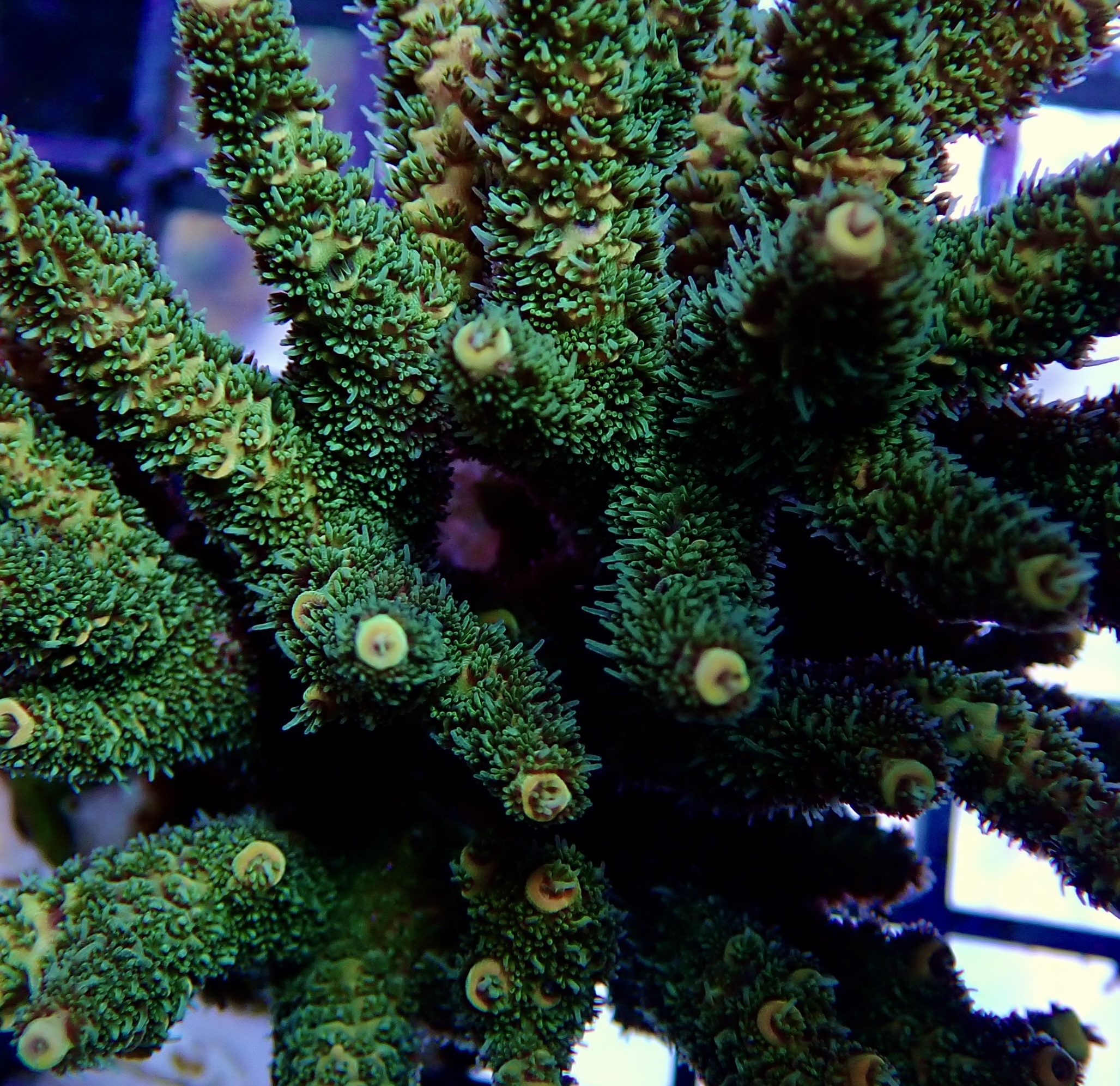 Acropora spp. OOL Golden Emerald - Salt i Väst