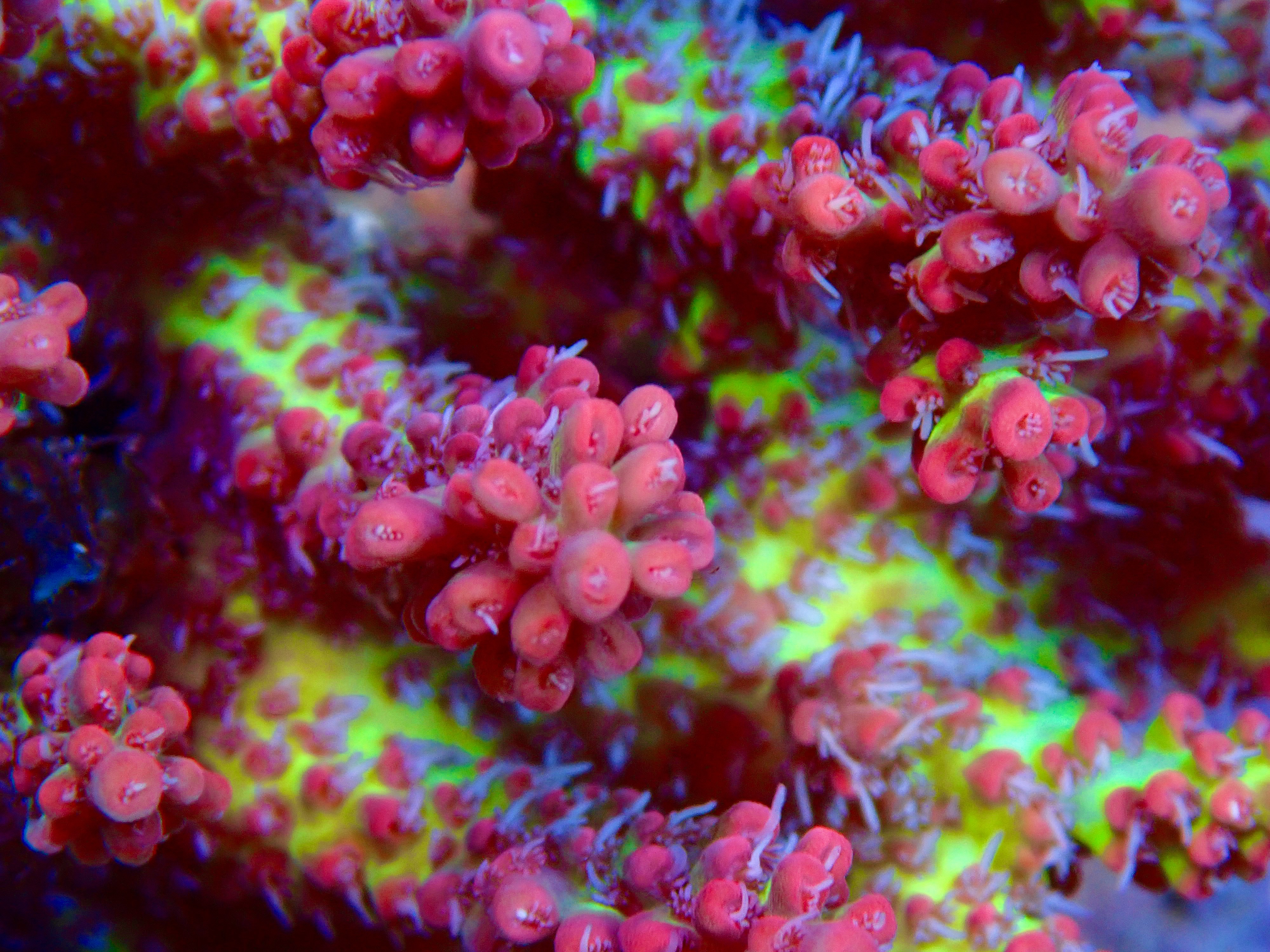 Acropora Microlados OOL strawberry shortcake - Salt i Väst