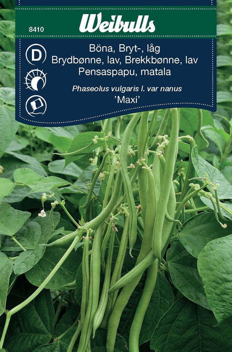 8410 Böna, bryt-, låg Phaseolus vulgaris l. var nanus - Blommor 4 You ...