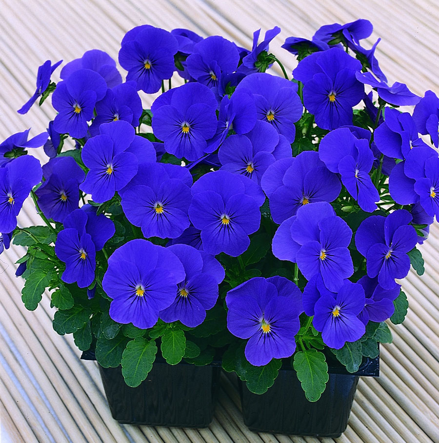Sävar fröplant - Pense /Viola F1 Penny Blue 8 frö
