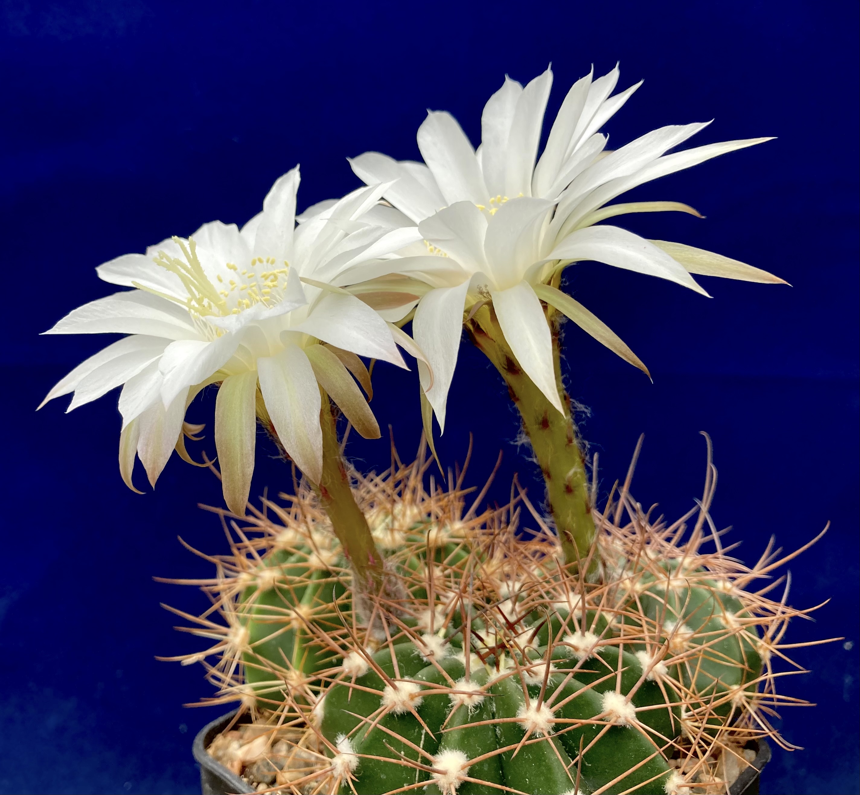 SuccSeed - Lobivia pilayensis MN 767 (S Pilaya, Bol)