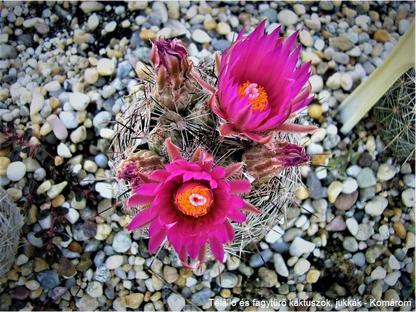 SuccSeed - Escobaria vivipara v. rosea SB 1757 (Washington Co, UT)