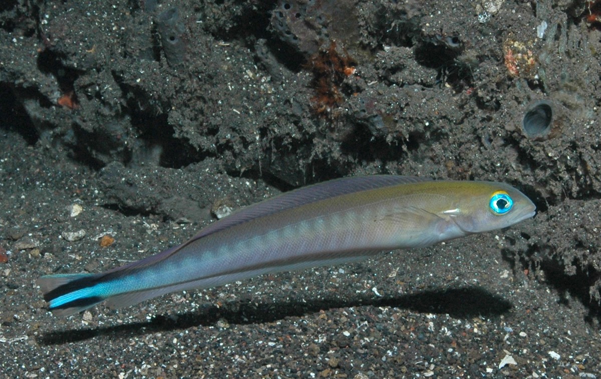 Malacanthus Brevirostris - Salt i Väst