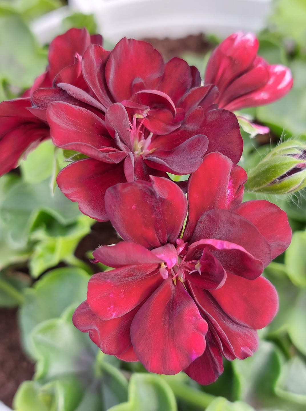 Sävar fröplant - Pelargon Becky hängpelargon