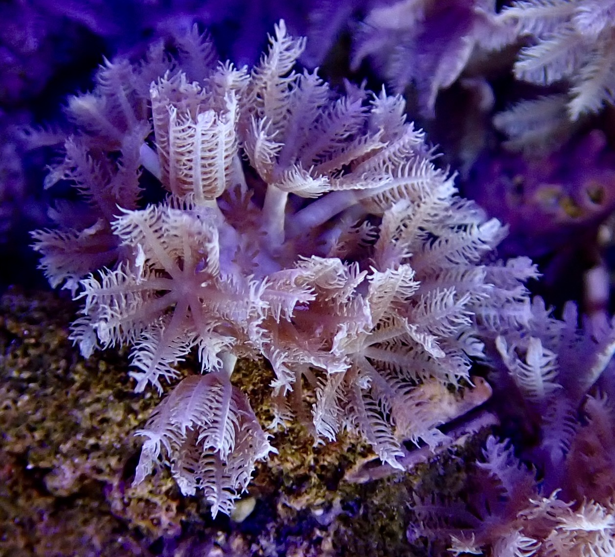 Xenia spp. puslerande - Företagsakvarium