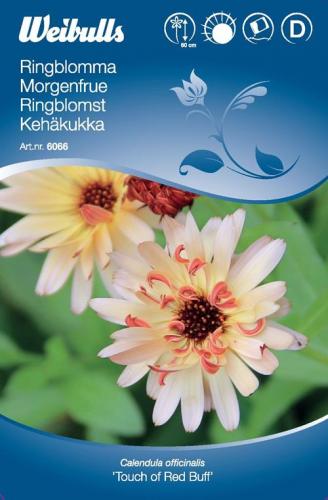 6066, Ringblomma Touch of red buff Calendula officinalis - Blommor 4 ...