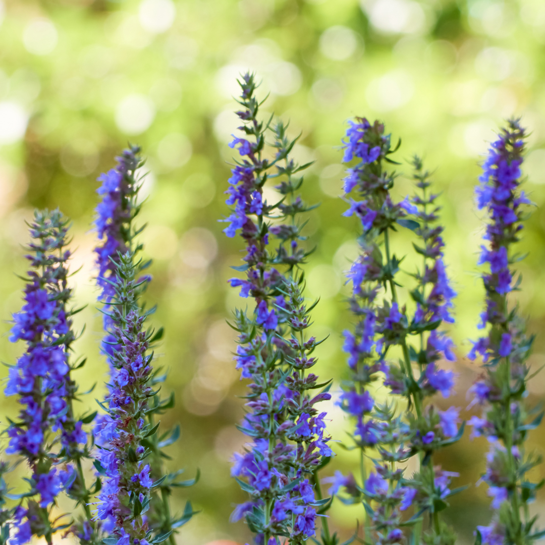 Isop - Hyssop - Fröbanken