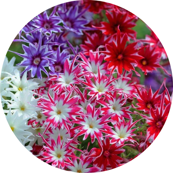 Flox - Twinkle Beauty Mix - Fröbanken