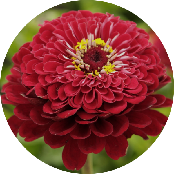 Zinnia - Meteor - Kultursort - Fröbanken