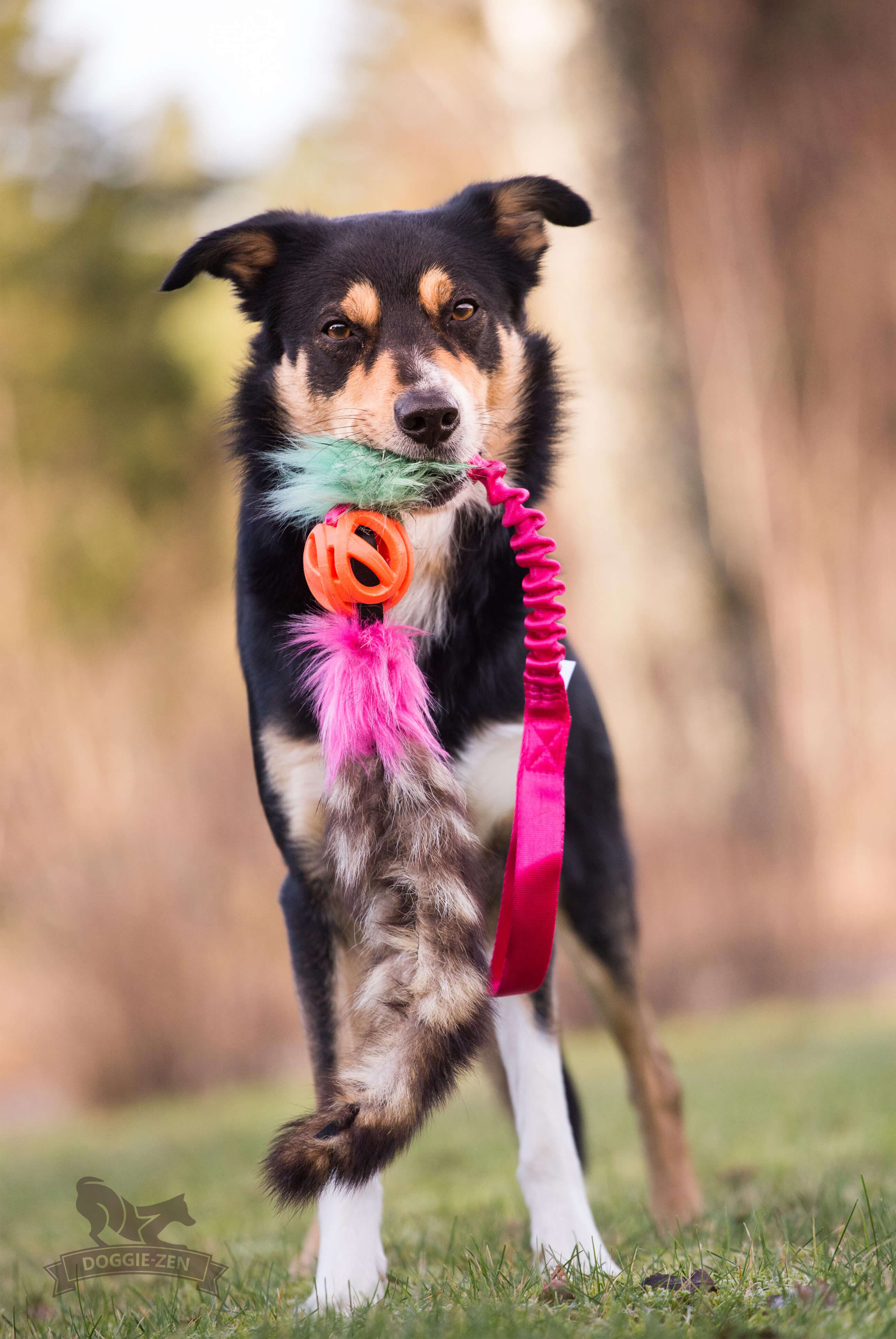 Bungee Chuckit Air Tug L with Raccoon Tail - Doggie-Zen