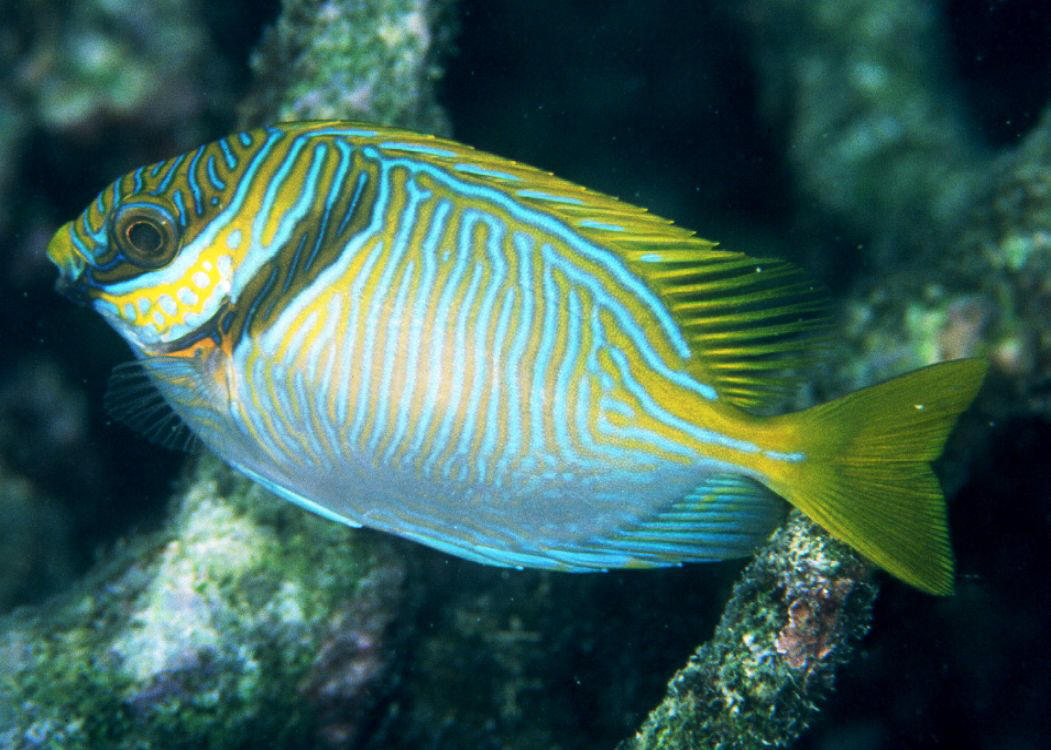 Siganus Doliatus - Salt i Väst