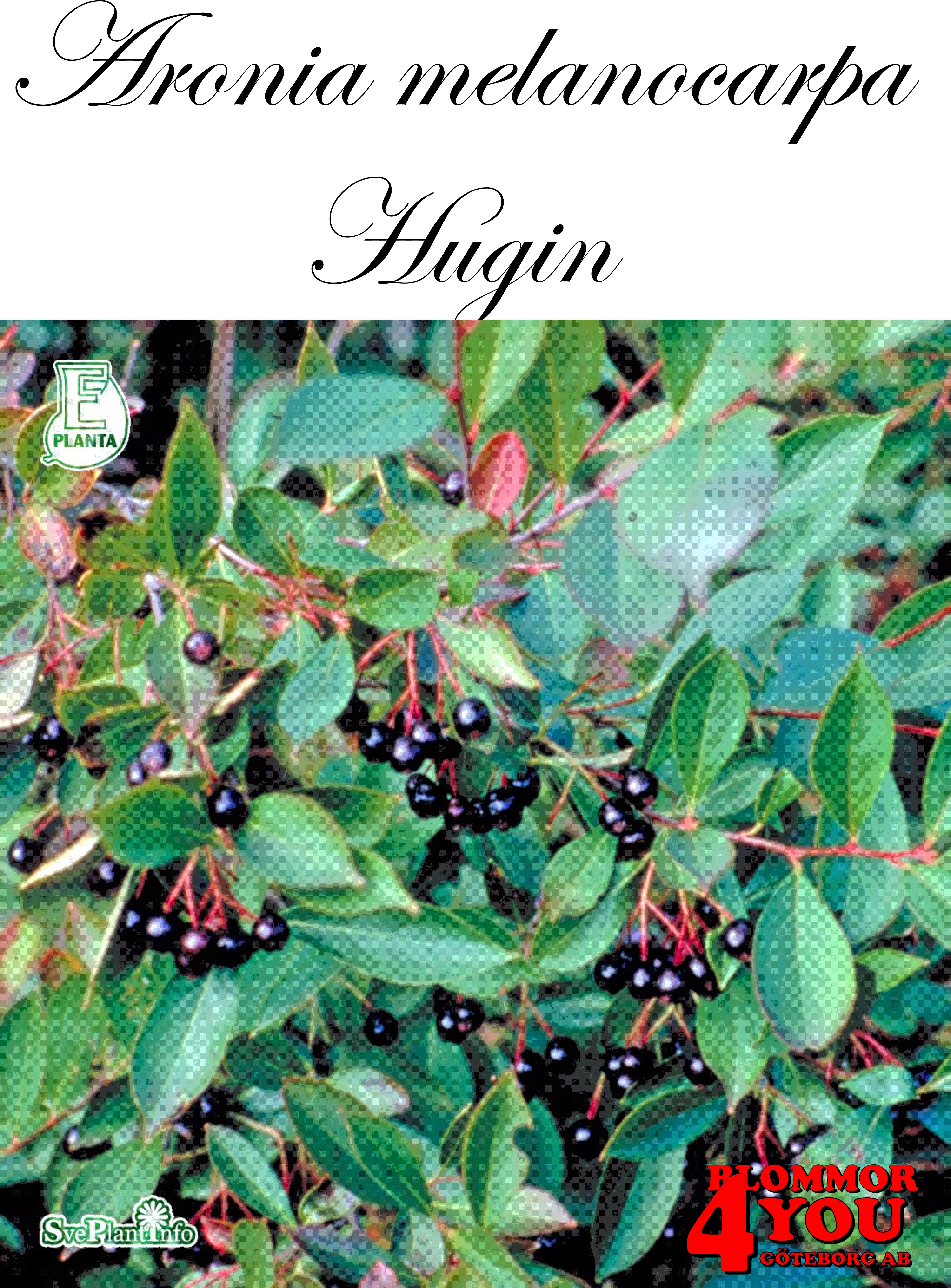 Aronia melanocarpa Hugin E svartaronia Hugin E Busk C3,5 - Blommor 4 ...