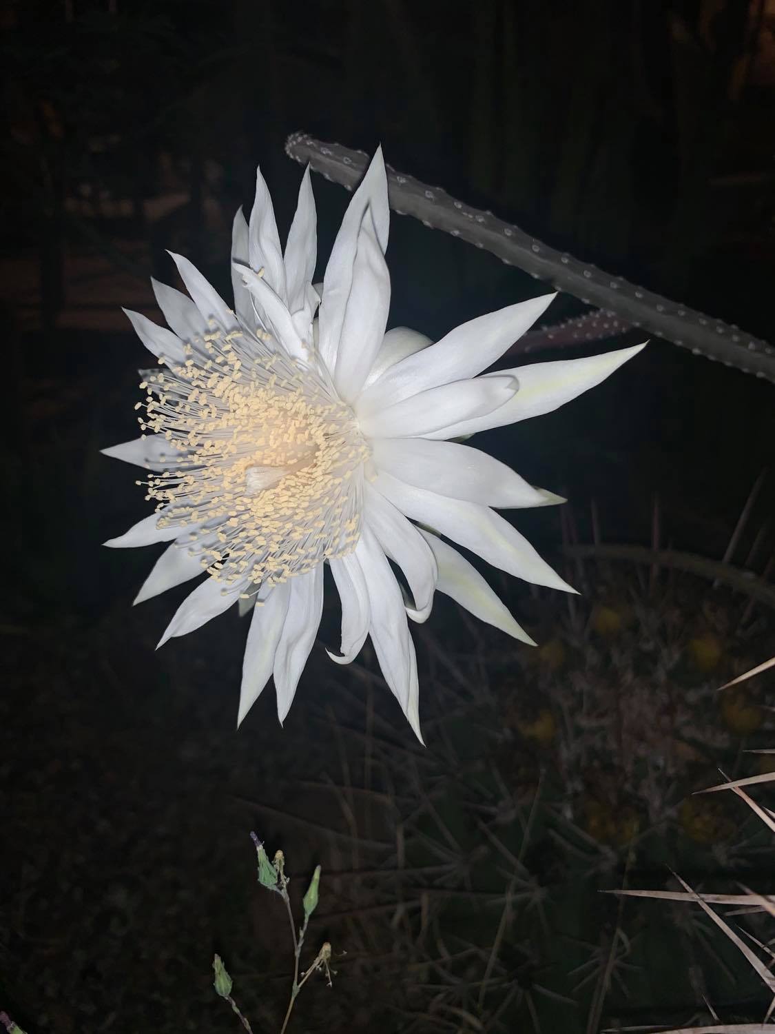 Kadupul Flower Seeds | Best Flower Site