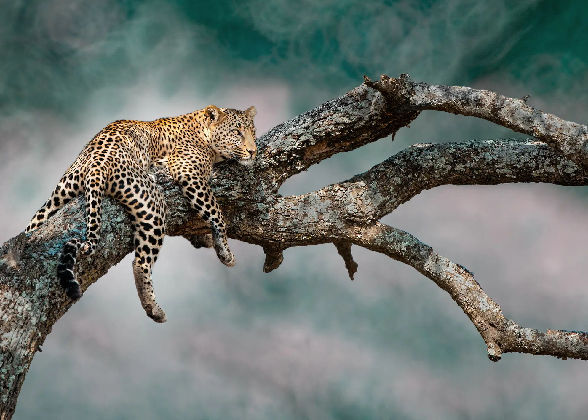 Ljuddämpande tavla - Leopard - | Canvasbutik.se