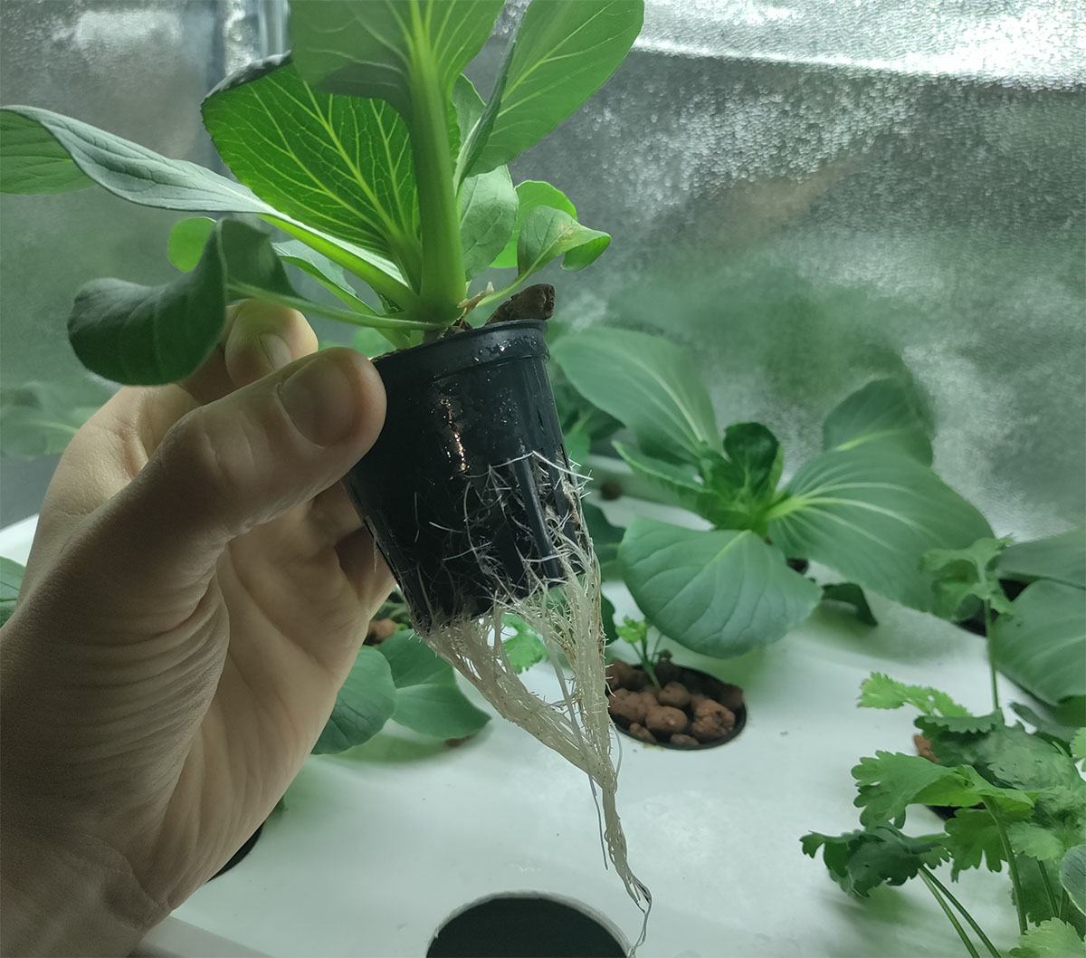 DWC (Deep Water Culture) | Komplett paket för hydroponisk för odling ...