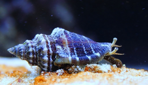 Strombus spp - Salt i Väst