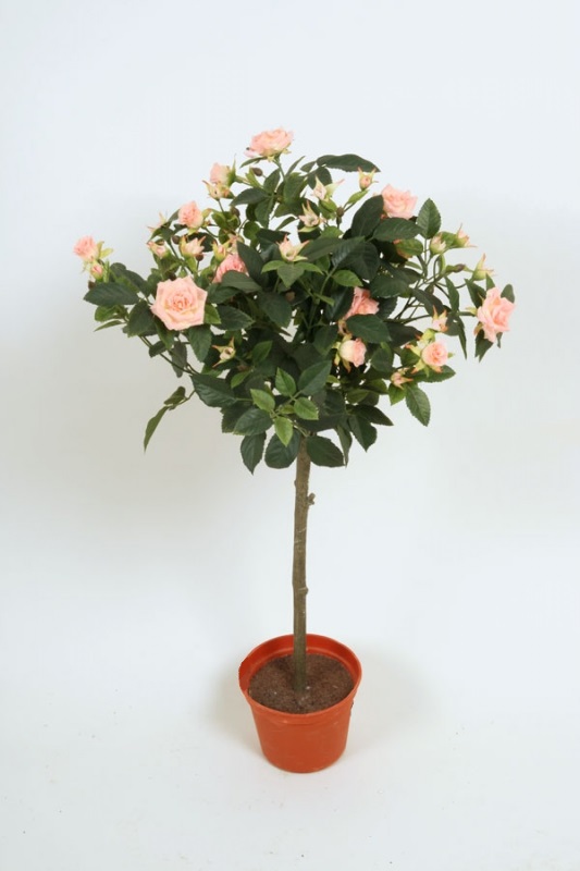 Ros på stam - Stamros - Rosa - 67 cm - VitVitareVitast