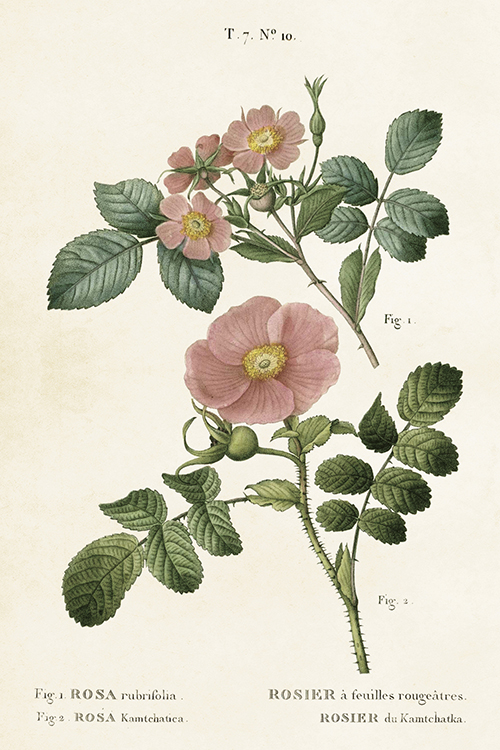 Vykort med rosa enkel ros - Rolfssons Diversehandel