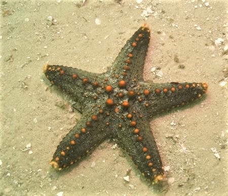 Pentaceraster sp. - Salt i Väst