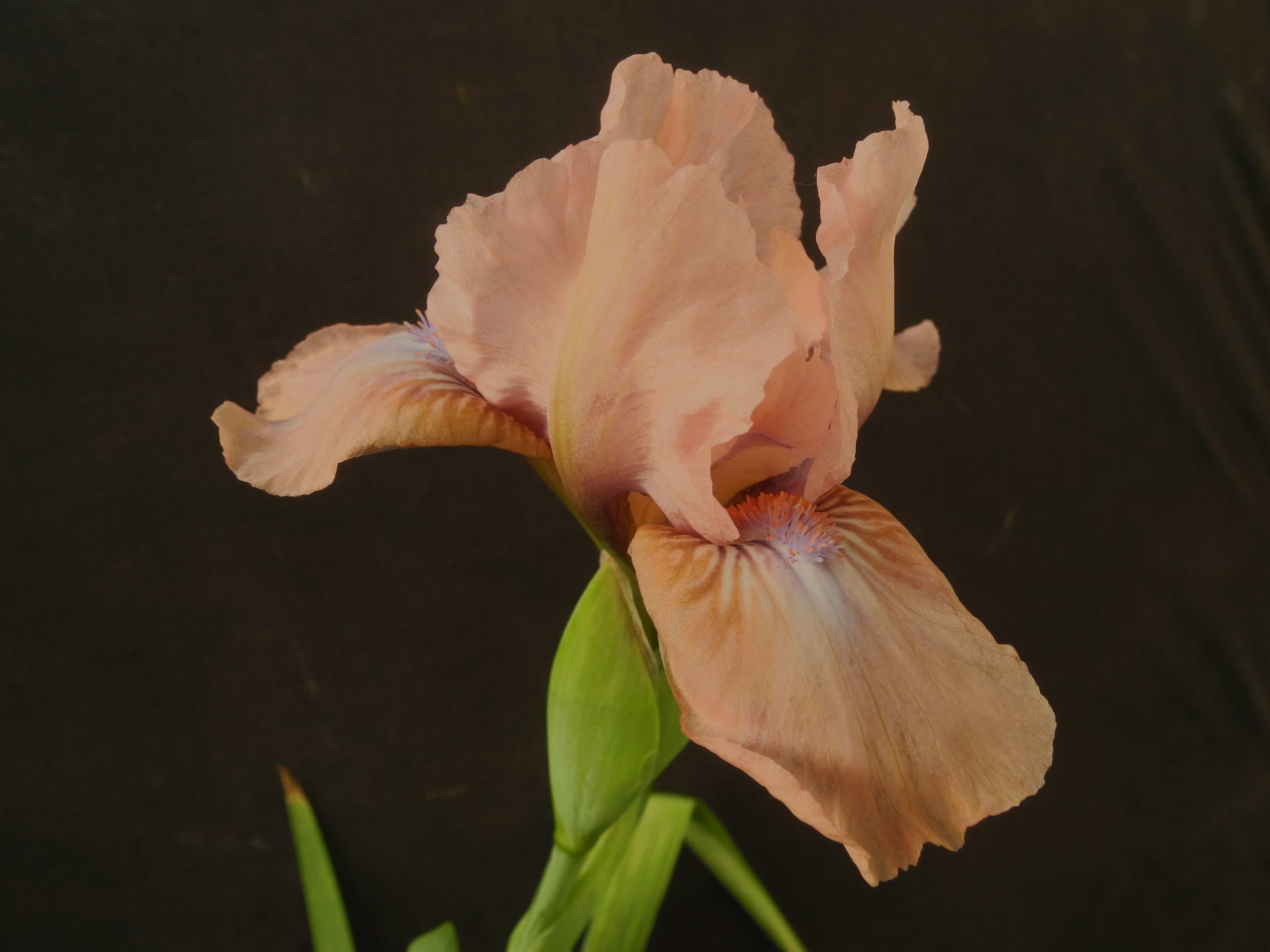 Iris pumila hybr. 'Volts' - Spezialplant.nu