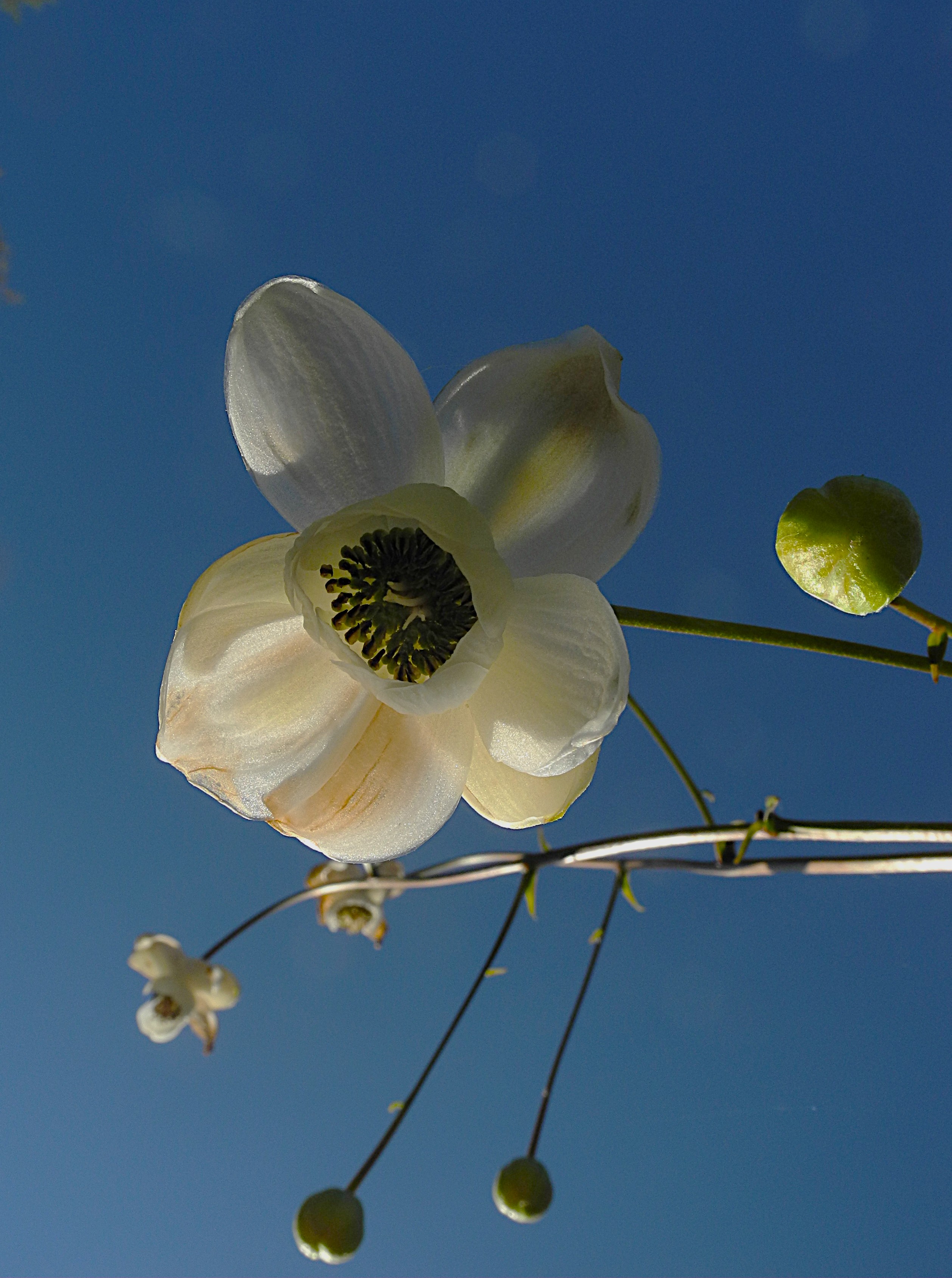 Anemonopsis macrophylla 'White Swan' - Spezialplant.nu