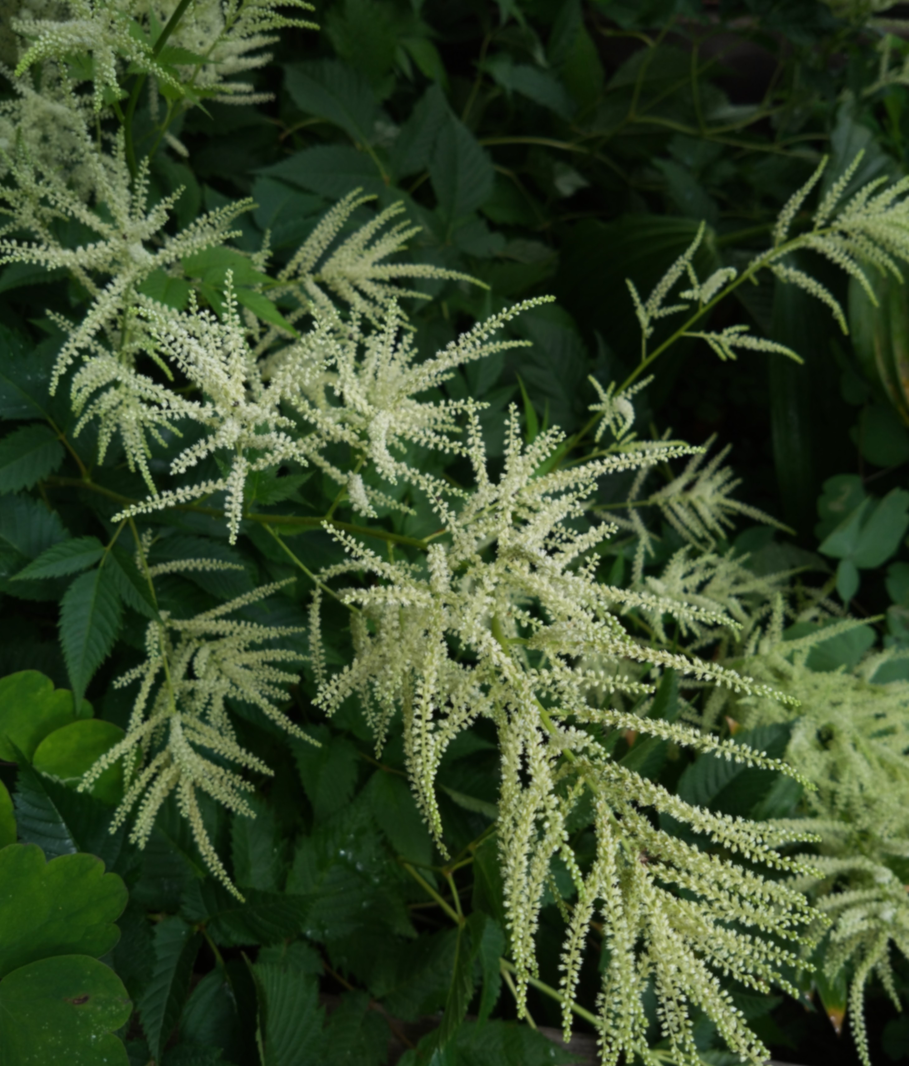 Aruncus dioicus "Sparkles" - Spezialplant.nu