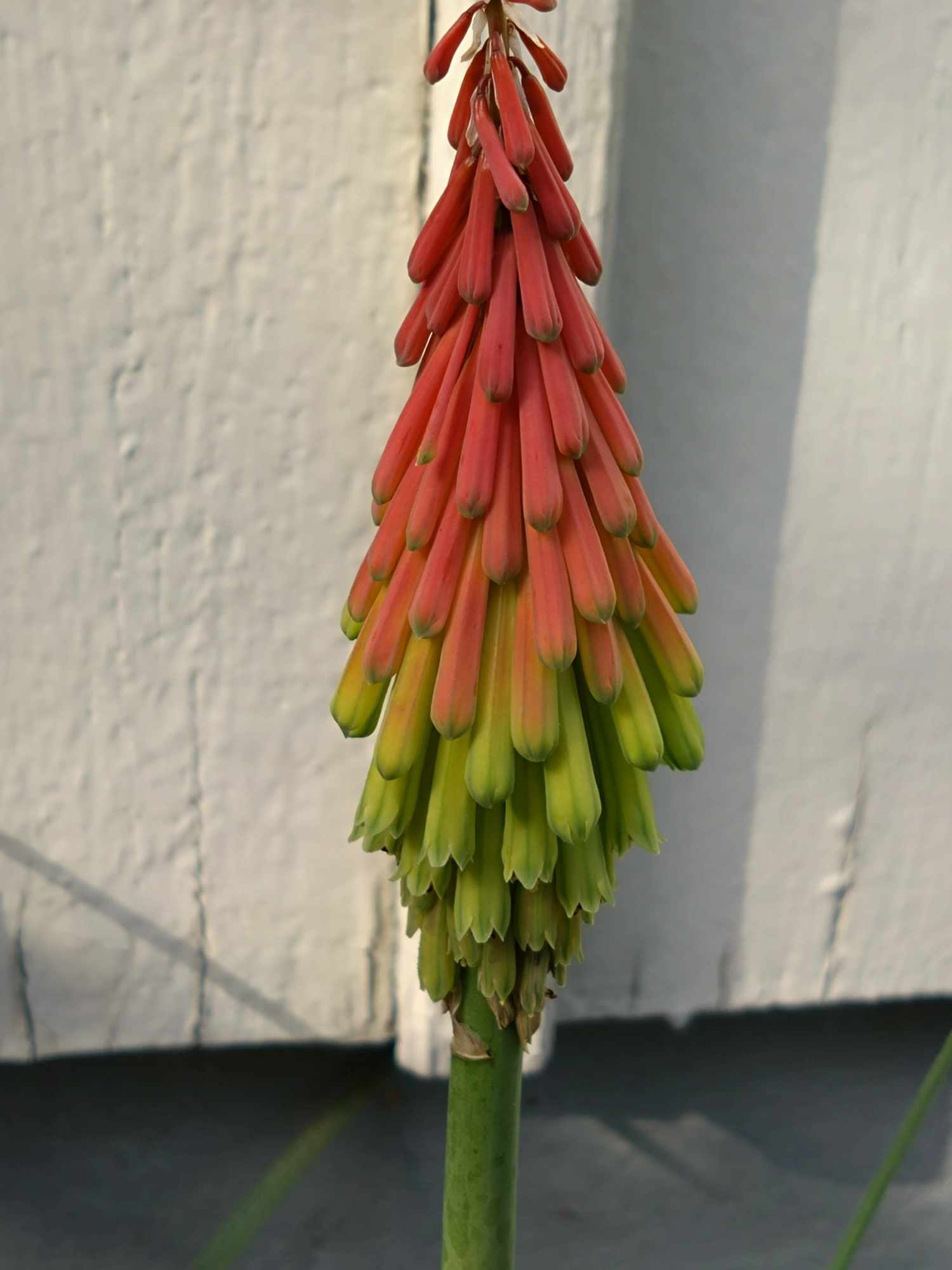 Kniphofia hirsuta "Fire Dance" - Spezialplant.nu