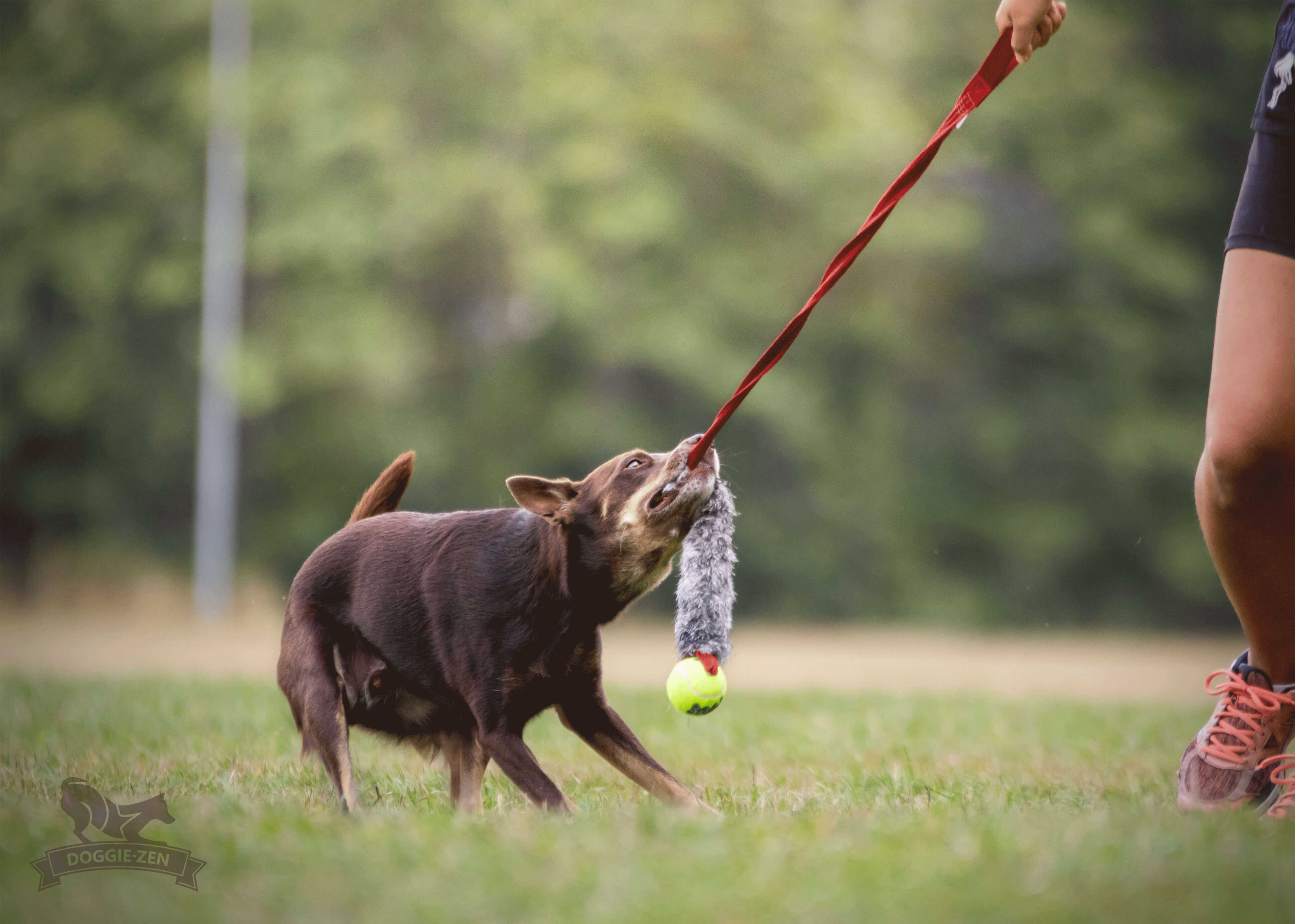 Bungee Rabbit Chaser Tug L with KONG Air Squeaker Ball - Doggie-Zen