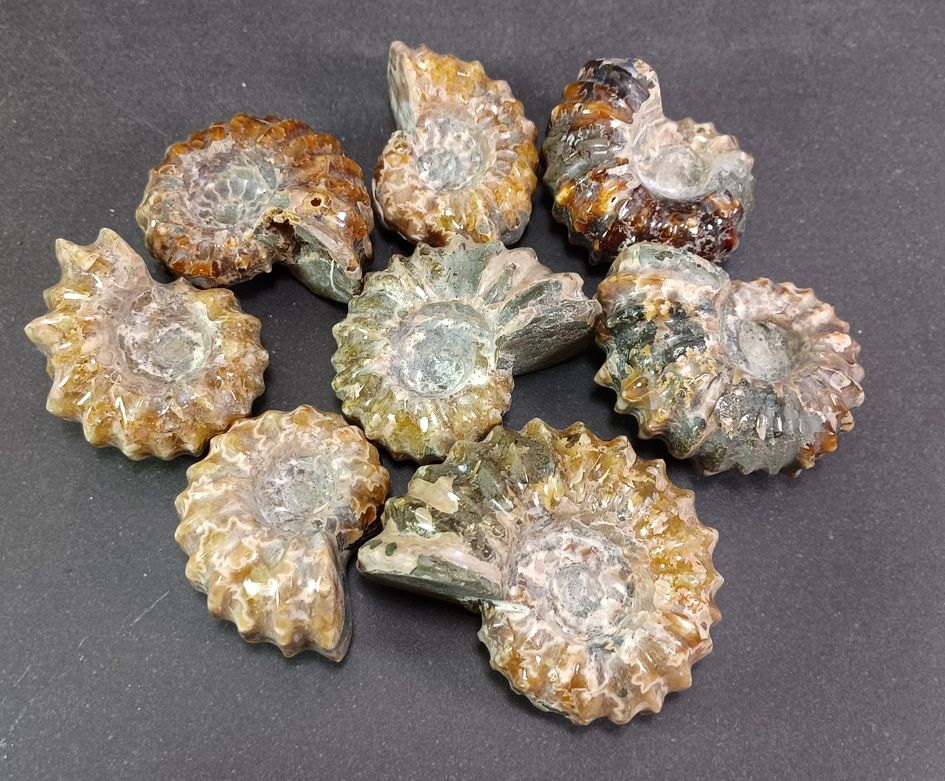 Stengarden.com - Ribbad Ammonit