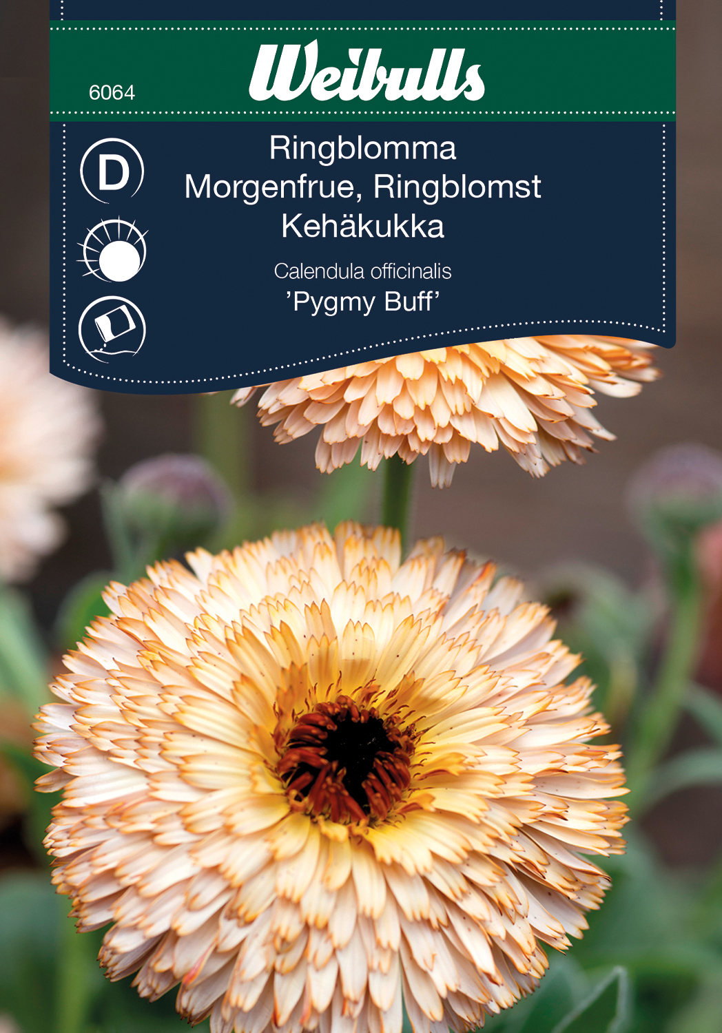 6064, Ringblomma Pygmy Buff Calendula officinalis - Blommor 4 You Gbg AB