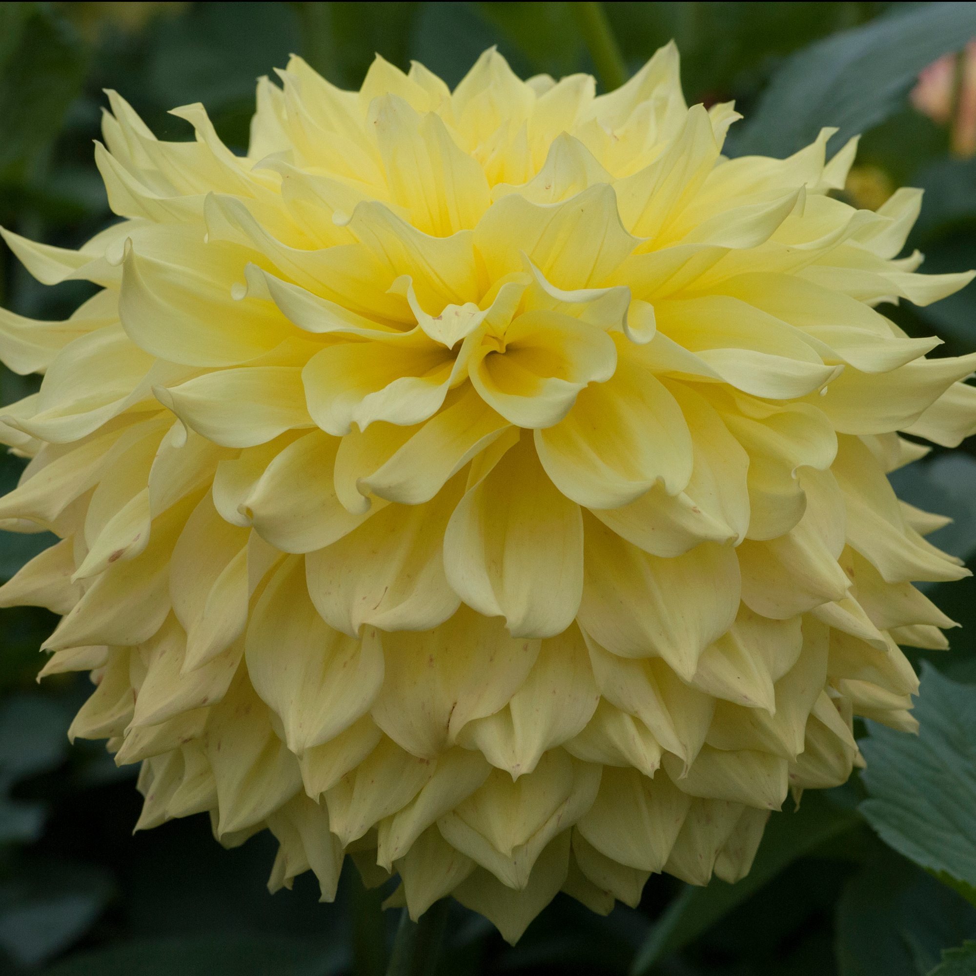 Sävar fröplant - Dahlia Chicken legs Hapet Bombastic "Dekorativ ...