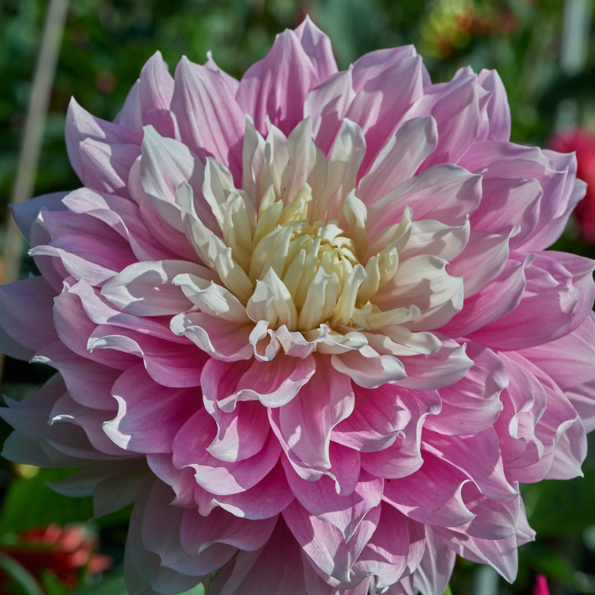 Sävar fröplant - Dahlia Hapet Papermoon "Dekorativ