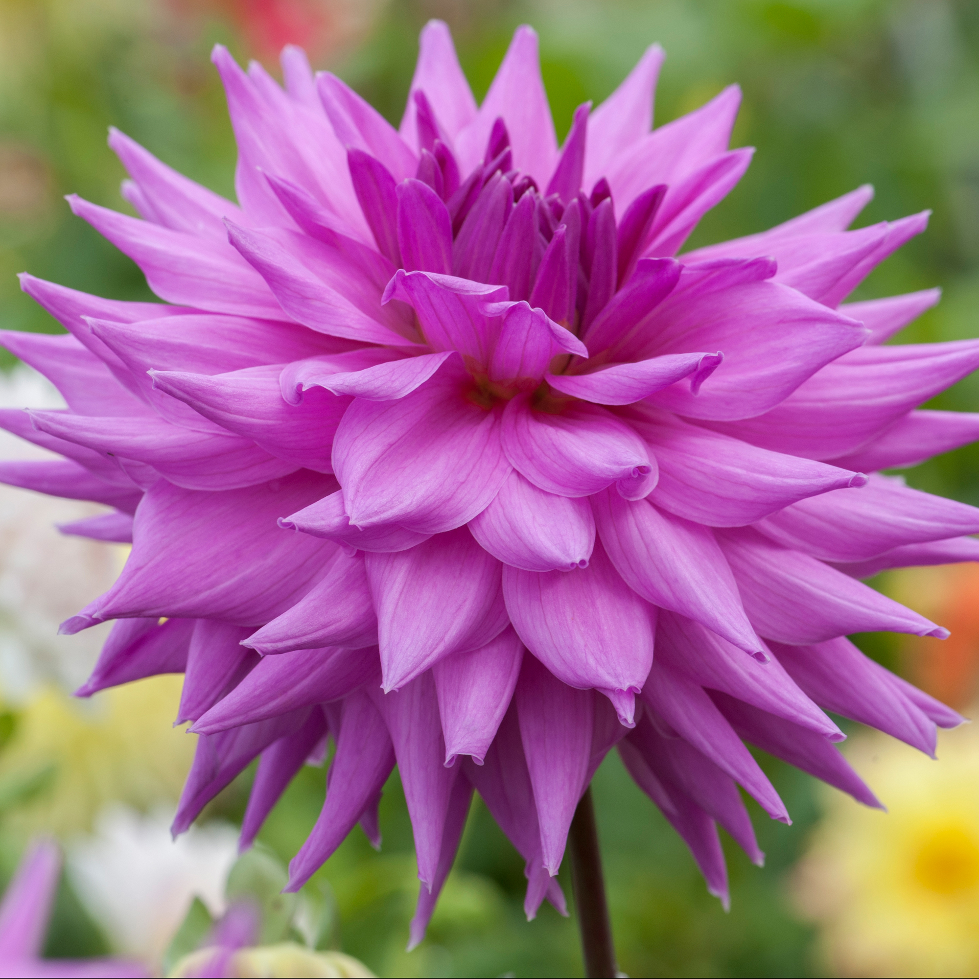 Sävar fröplant - Dahlia Chicken legs Hapet Blue Moon "Jätte Halvkaktus