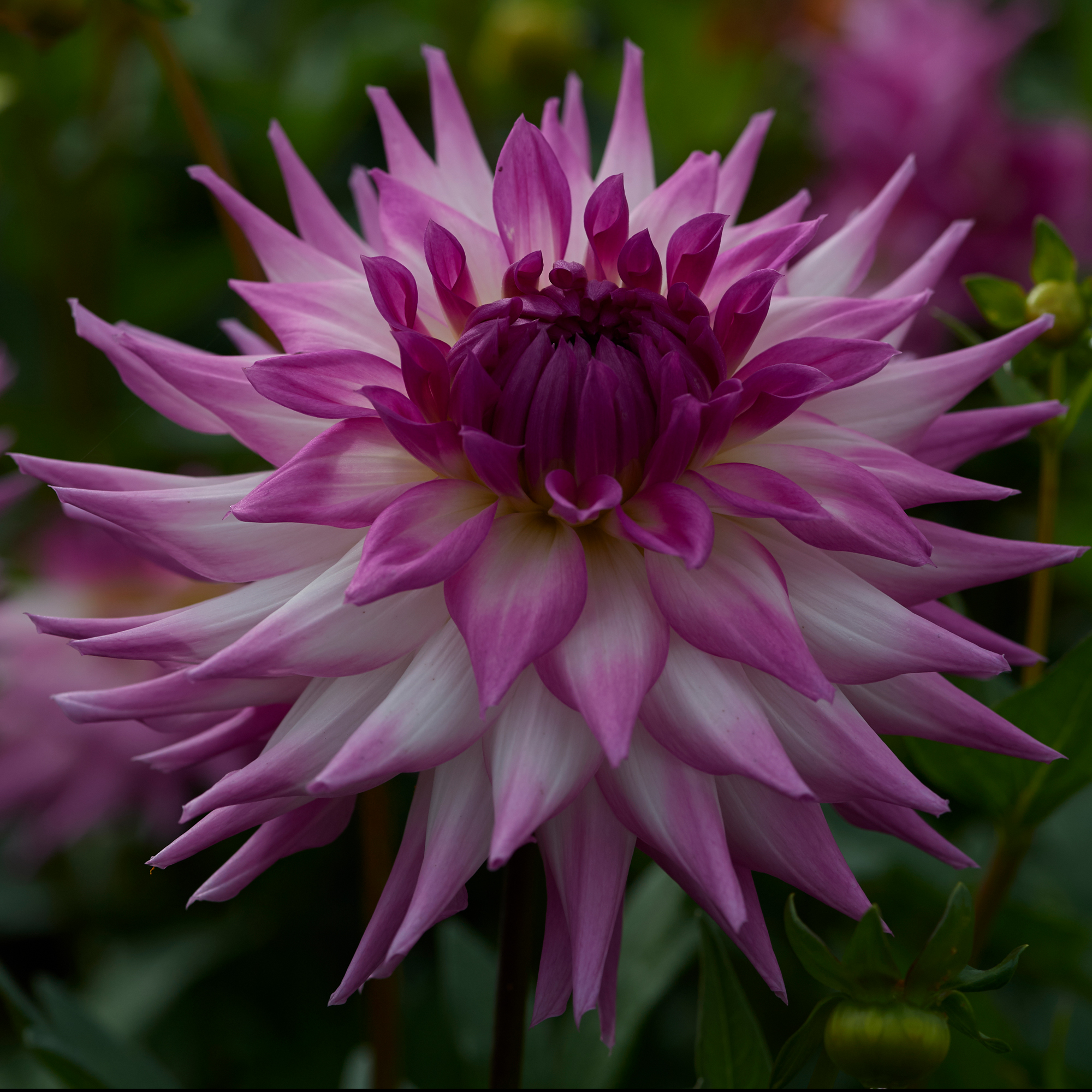 Sävar fröplant - Dahlia Rotad Stickling Hapet Skyline "Jätte Halvkaktus