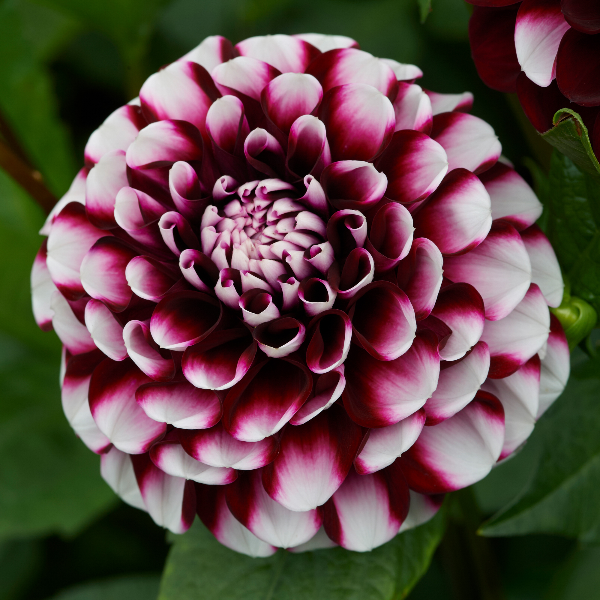 Sävar fröplant - Dahlia Chicken Legs Hapet Mystic "Bolldahlia"