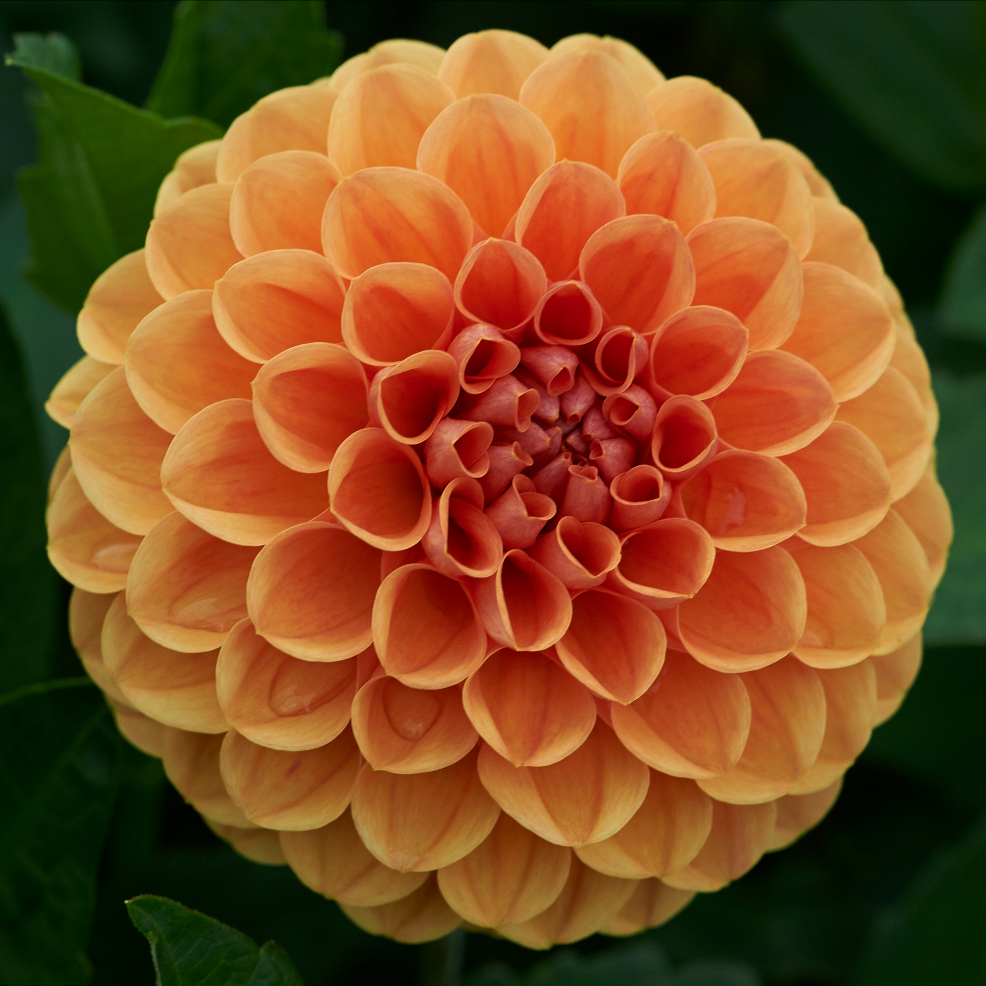 Sävar fröplant - Dahlia Chicken Legs Ruskin Tangerine"Bolldahlia"