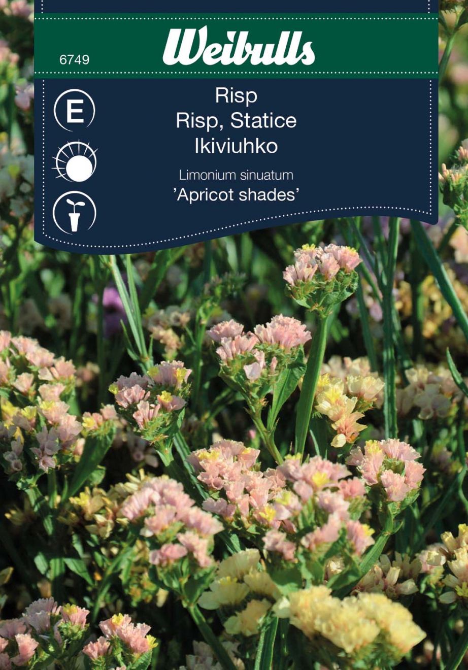 6749, Risp Apricot shades Limonium sinuatum - Blommor 4 You Gbg AB