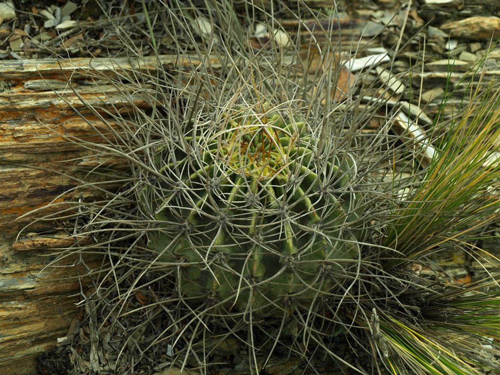 SuccSeed - Lobivia ferox 'lecoriensis' TB 859.1 (Ocuri, Bol)