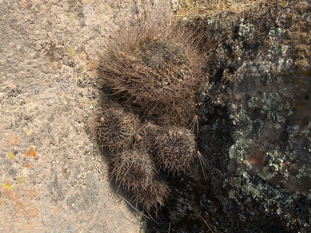 SuccSeed - Lobivia pampana TB 263.1 (Yura - Pampa de Arrieros, Peru)