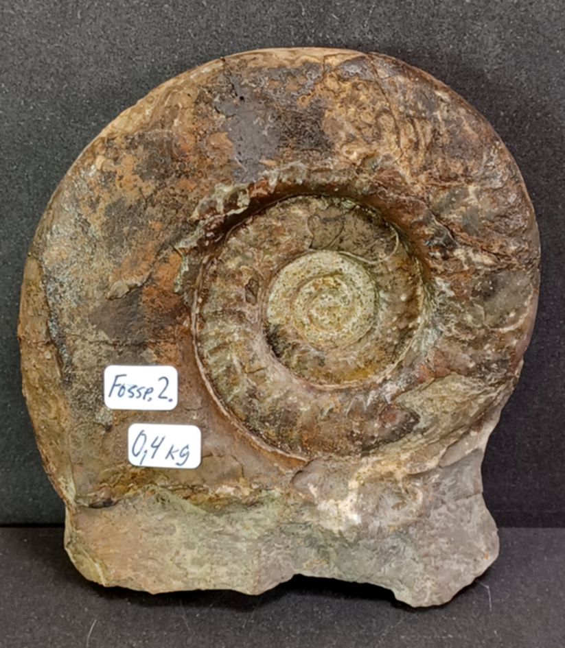 Stengarden.com - Ammonit Fossil i Grundsten