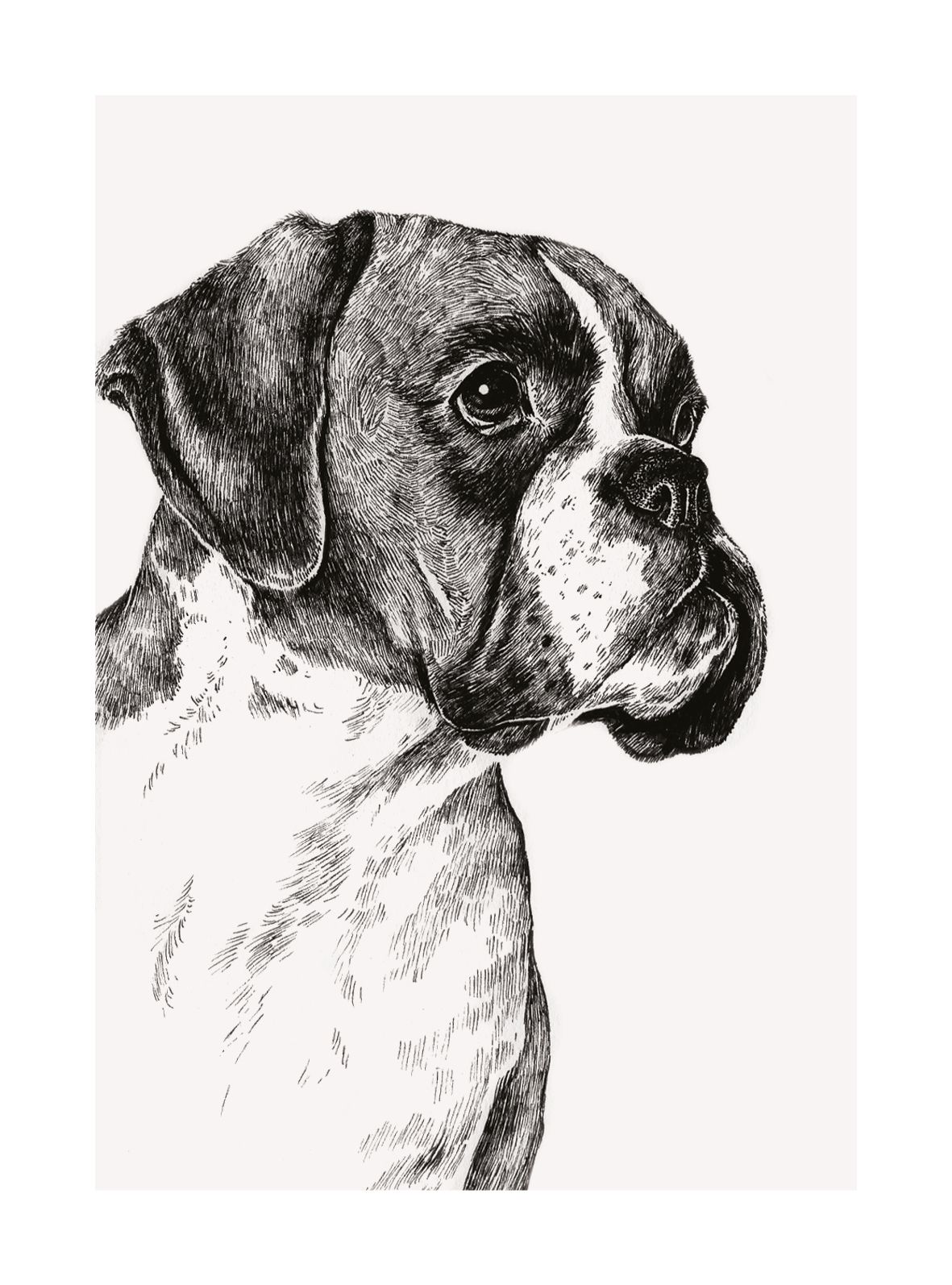 Boxer Dog, Greeting Card - paperme.se