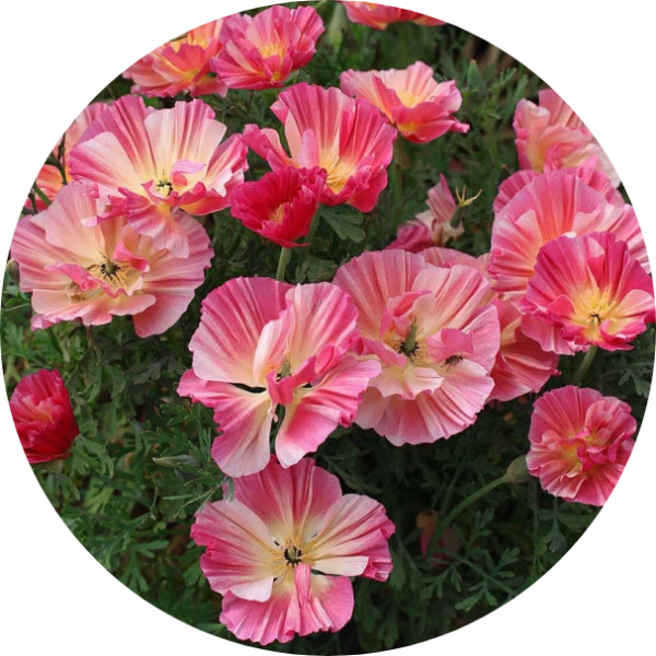 Sömntuta - Frilly Fun Appleblossom - Fröbanken