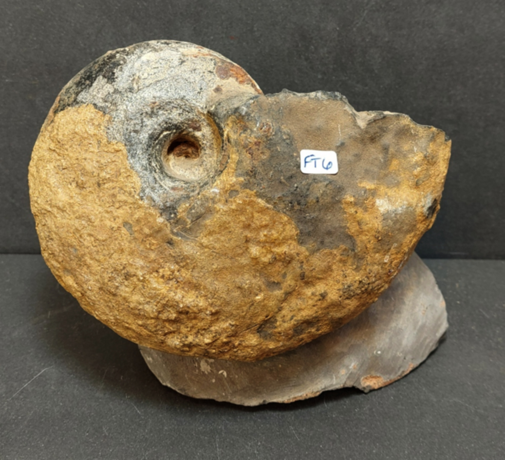 Stengarden.com - Ammonit Fossil i Grundsten