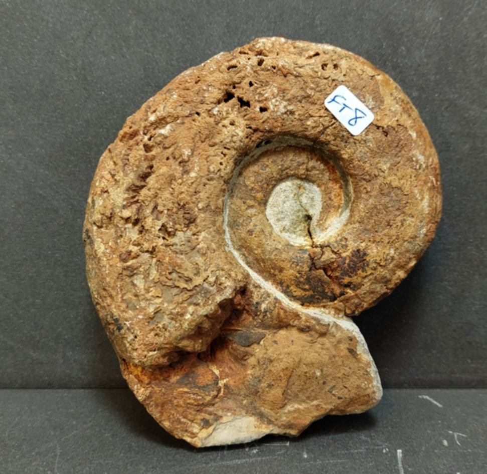 Stengarden.com - Ammonit Fossil i Grundsten