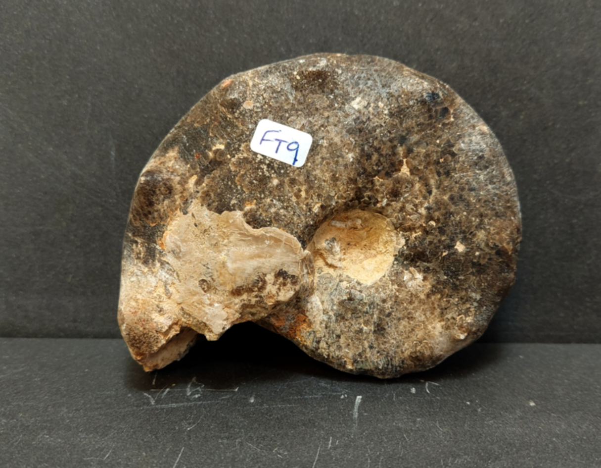 Stengarden.com - Ammonit Fossil i Grundsten