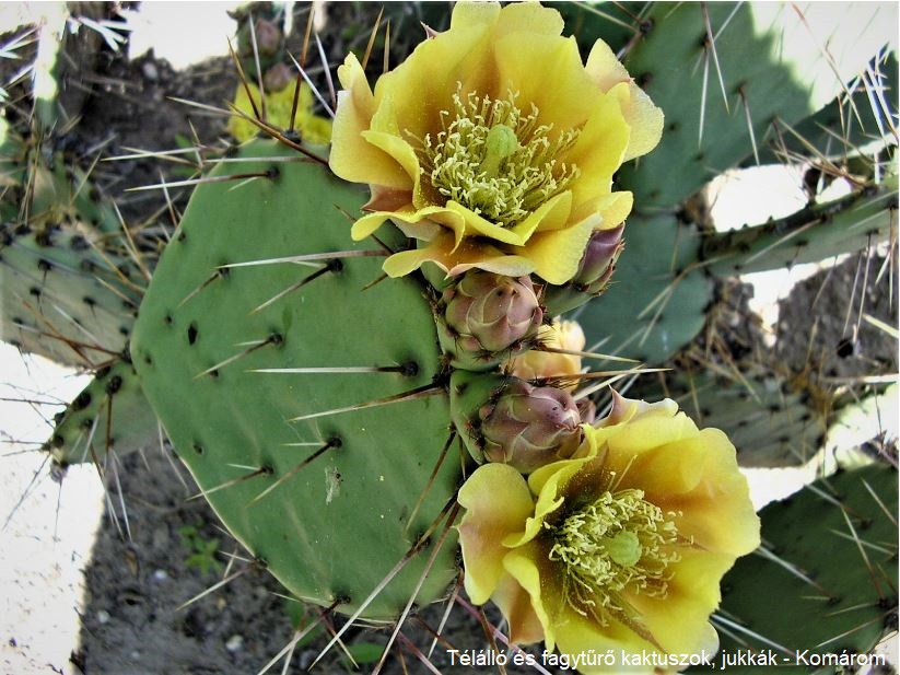 SuccSeed - Opuntia phaeacantha v. major (Gateway, CO)