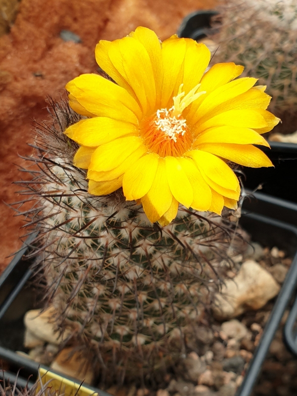 SuccSeed - Parodia cachiana WR 24 (Cachi Adentro)