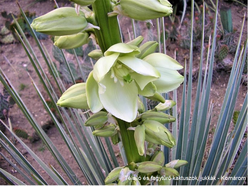SuccSeed - Yucca glauca ssp. albertana FH 1180.97 (Montana, 900m)