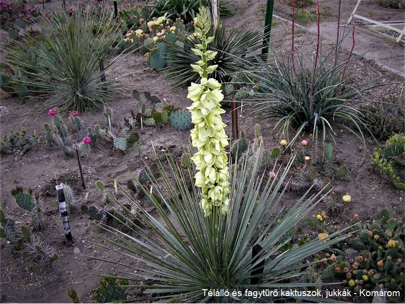 SuccSeed - Yucca glauca ssp. albertana FH 1180.97 (Montana, 900m)