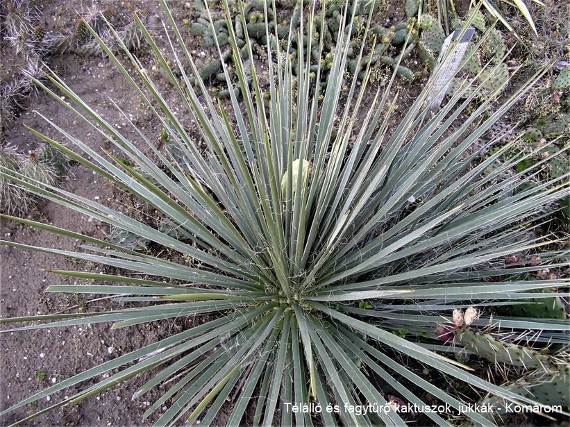 SuccSeed - Yucca glauca ssp. albertana FH 1180.97 (Montana, 900m)